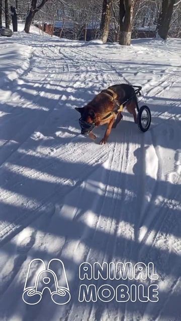 Зимние прогулки в коляске-тренажере