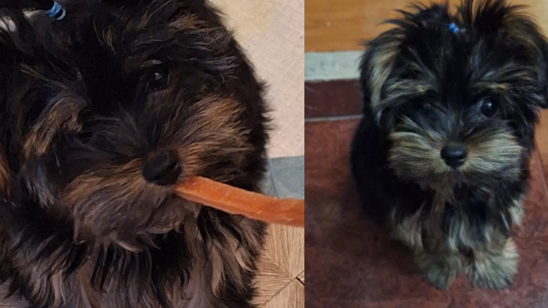 22.02.26 Первый выход Буси на улицу