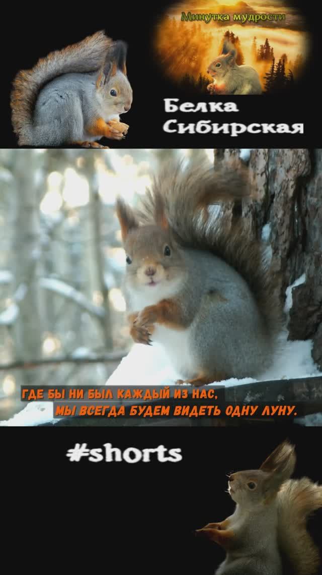 Белка тихонько ест на кормушке