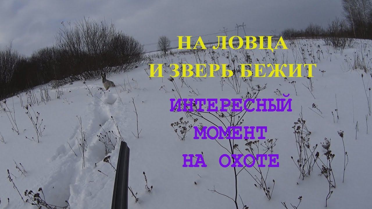 Охота на зайца.24.01.2022г.Заяц был в трех шагах .Охота с эстонской гончей .