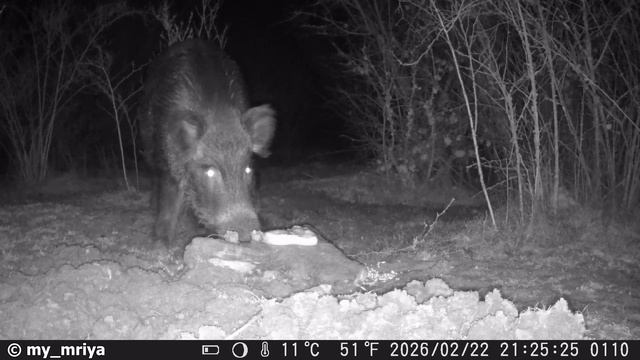 Кабанчик на лесной кормушке. 23.02.2026