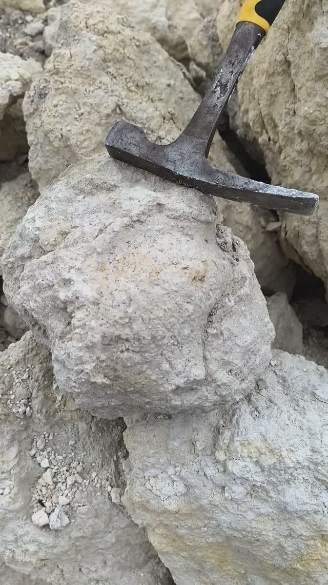 "носик" сверхгигантской гастроподы Крым Эоцен