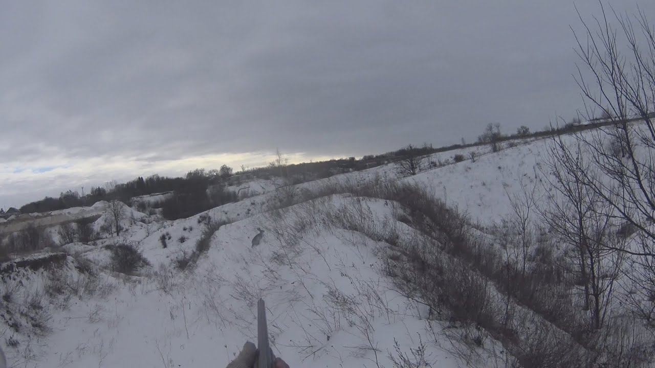 ОХОТА НА ЗАЙЦА16.01.2022Г.С МОЛОДОЙ ЭСТОНСКОЙ ГОНЧЕЙ.С ДАШКОЙ НЕ ВСЕ ТАК ПЛОХО КАК КАЗАЛОСЬ.