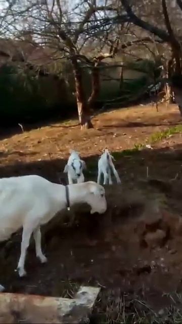 Смешные козлята гуляют во дворе