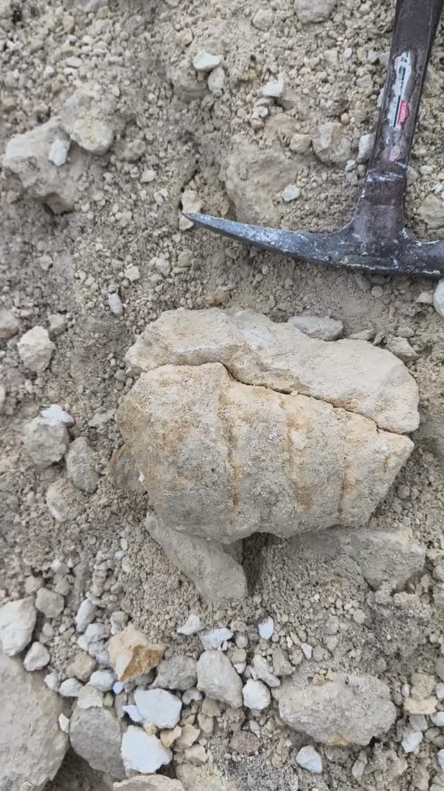 Ядро гигантской гастроподы Крым Эоцен