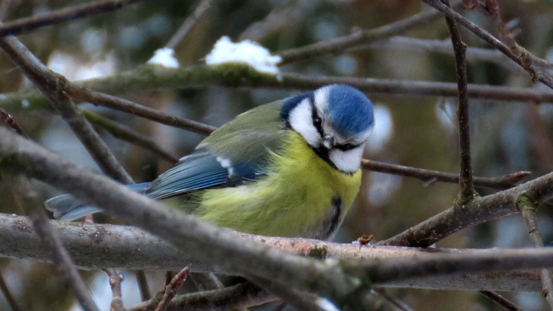 Лазоревки, Крылатское-Битца, февраль 2026
