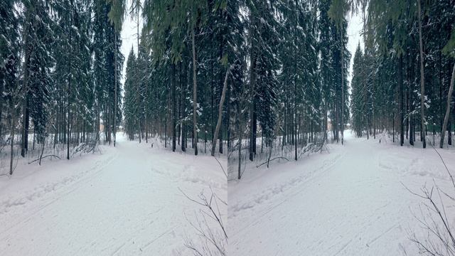 Зимний лес, лыжная трасса.