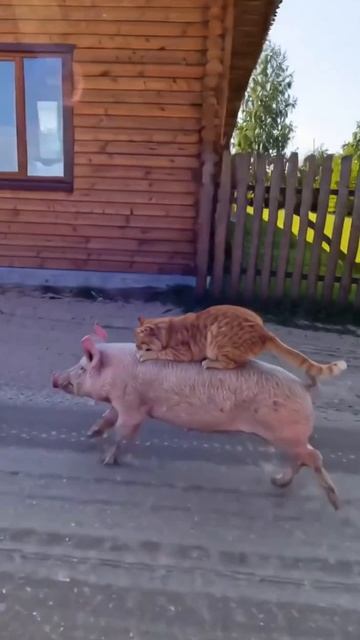 «Когда кот нашёл транспорт получше» 🐱🐷