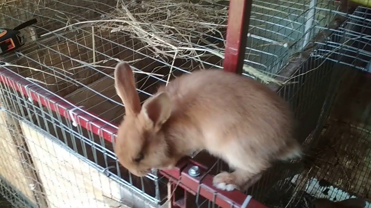 Шустрые крольчата