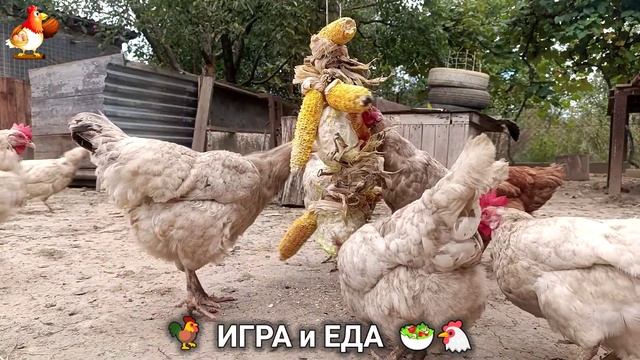 Кормление кур овощами и фруктами для зарядки и от скуки 🥗🐓🤗  (63)