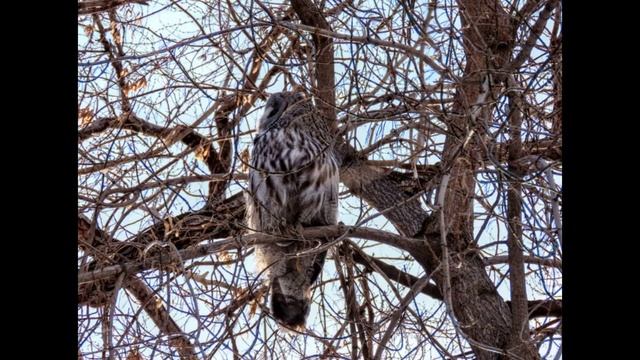 Долгожданная встреча с бородатой неясытью и др. птички