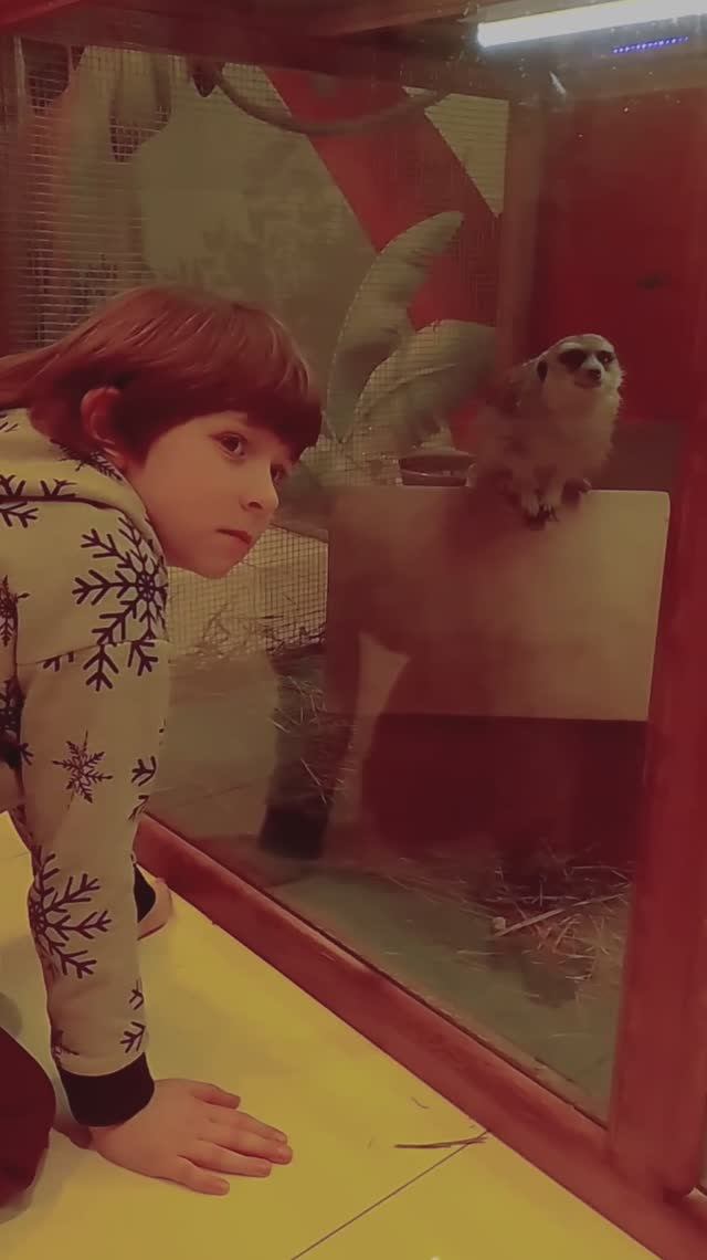 Зооландия, выставка экзотических животных 22-29.01.2026