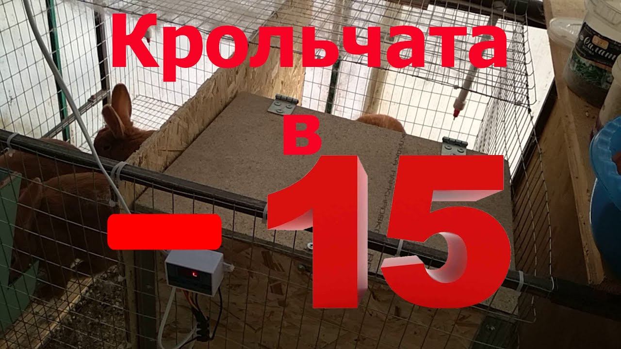 Крольчата в  -15 °