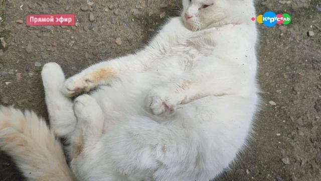 Заставка с моим котом Бельчиком "Прогулка" читать описание