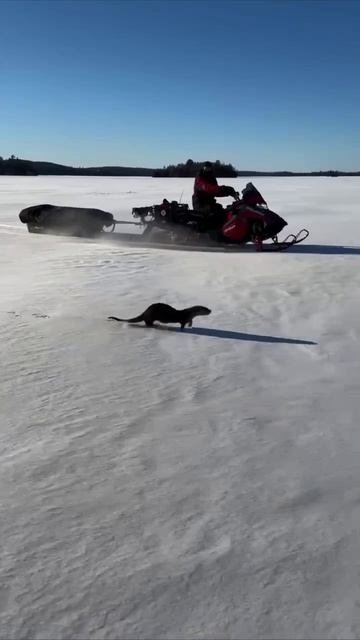 Заводная выдра