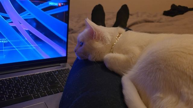 Милка смотрит сериал и мурчит