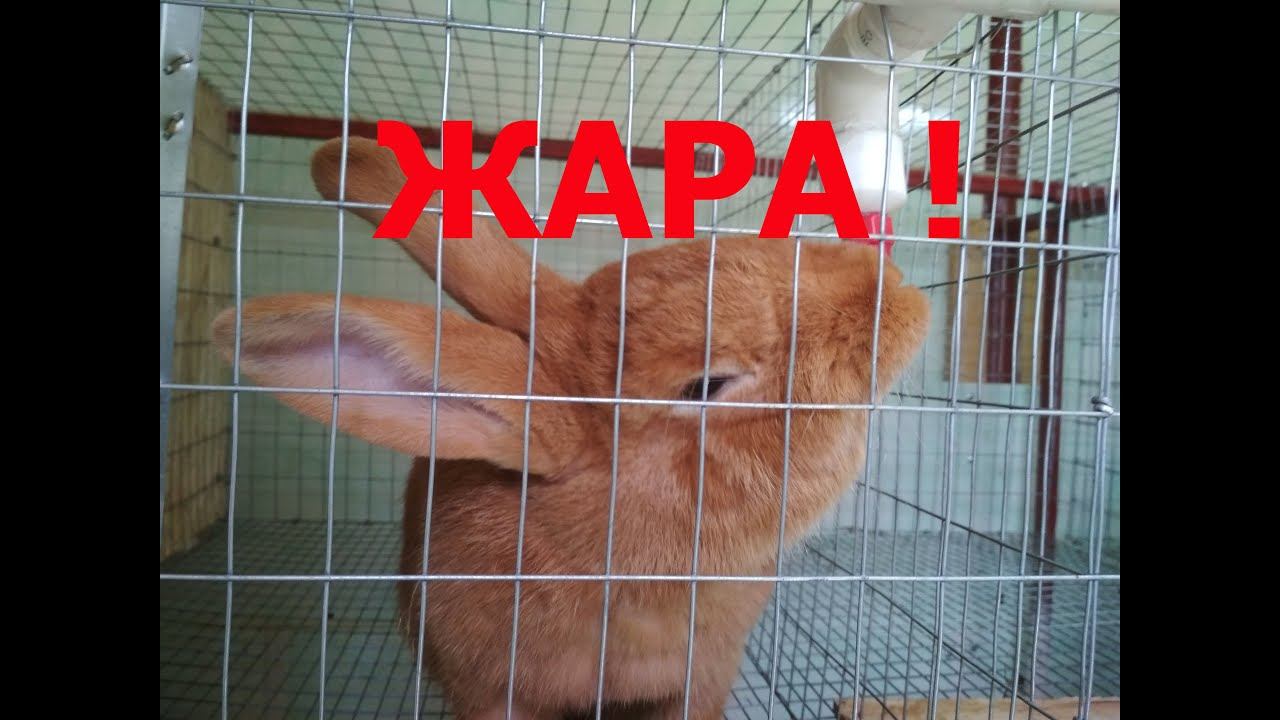 Кролики ! Жара !