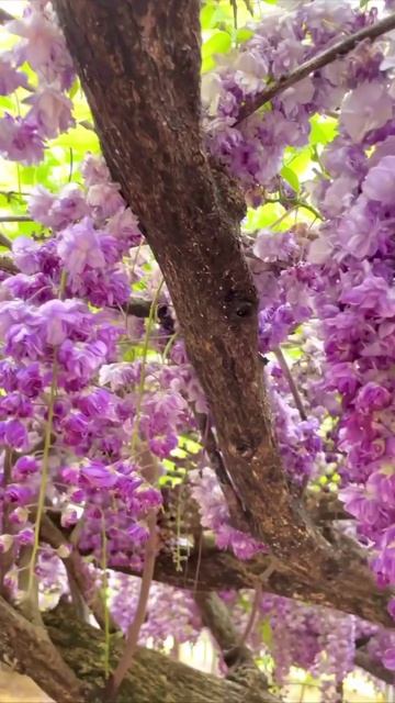 Ботанический сад Кавати Фудзи