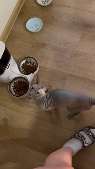 #сфинкс Мелисса #петерболд Сима #смешные_кошки_видео