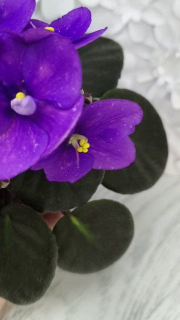 Фиалка Heinz's Aurora Australis спорт