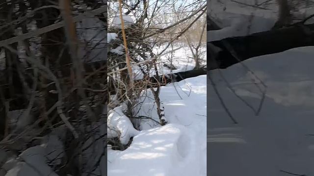 проверка землянки✔️