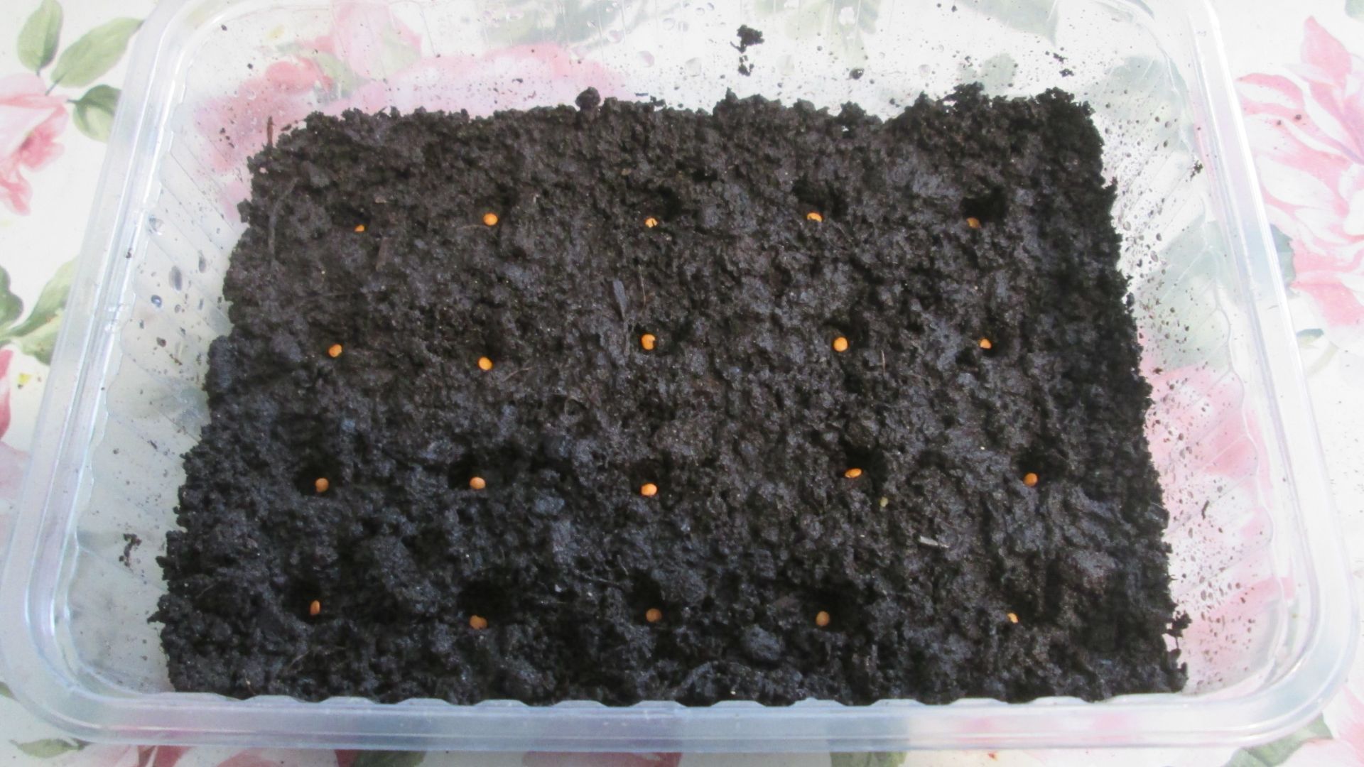 Сеем баклажаны песня