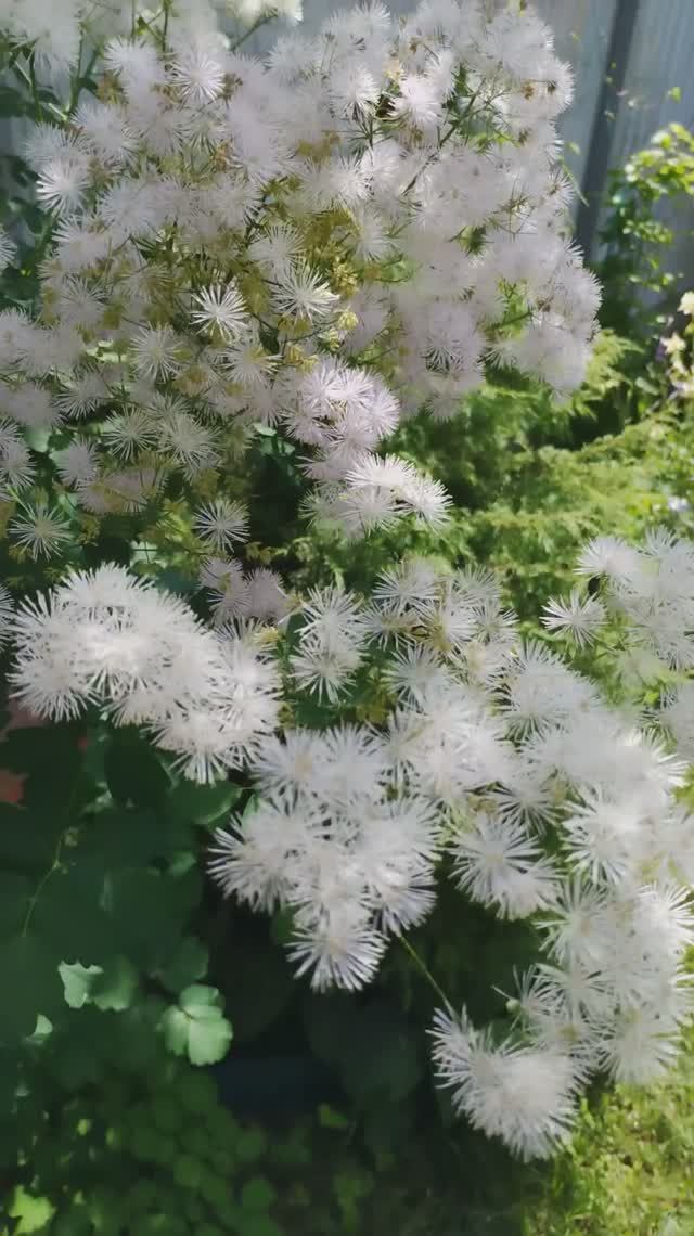 Василистник Делавея Nimbus White белый. #василистникделавея, #белыйвасилистник, #василистник#