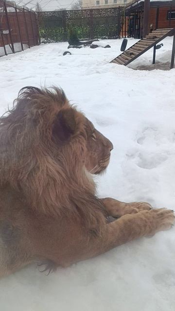 В мире животных. Выпуск 34 для