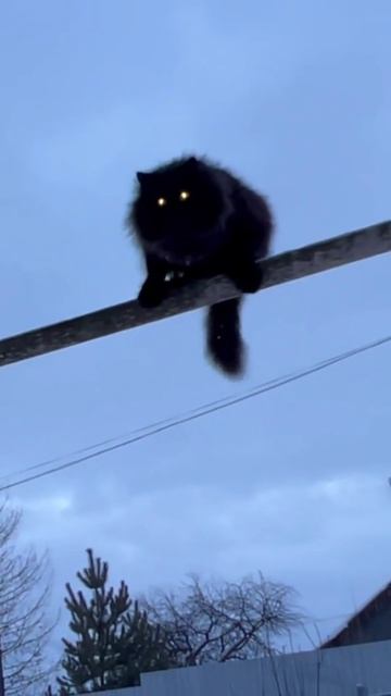 Это что за штука