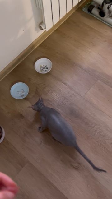 Хищница #сфинкс #петерболд #смешные_видео_кошки