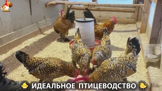 Идеальное птицеводство достойно восхищения 🐓🦆🦢🦚🦃🐔 эпизод (461)