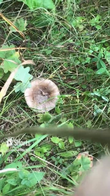 Ленобласть. Хвойное. 22.08.2024. Грибы-мухомор пантерный