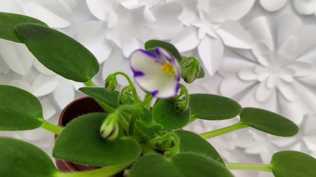 Фиалка 2А-Проба Пера