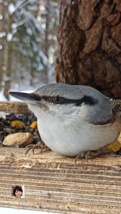 У кормушки.