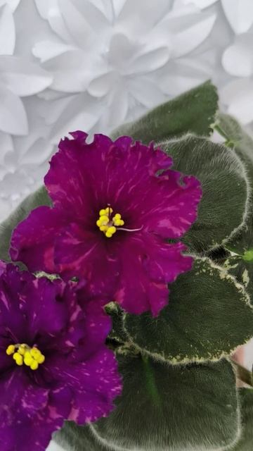 Фиалка РМ-Финикийская Принцесса