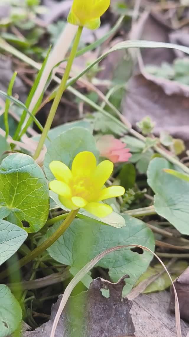 ПЕРВЫЕ ЦВЕТЫ В СЕРЕДИНЕ ФЕВРАЛЯ В КРАСНОДАРЕ РАДУЮТ ГЛАЗА! ВЕСНА БЕЖИТ, ТЕПЛО ИДЕТ! +12°