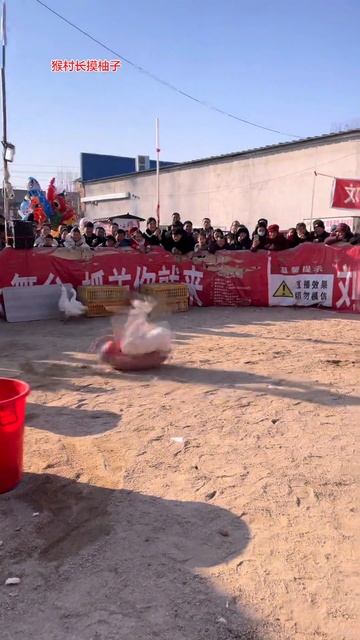 Соревнование по сбору папайя _