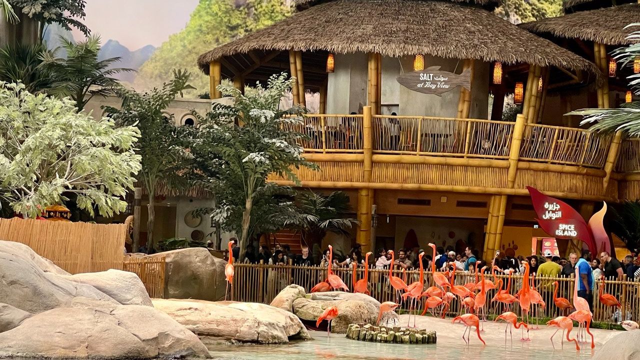 Sea World. Шоу дельфинов. Зона тропиков.