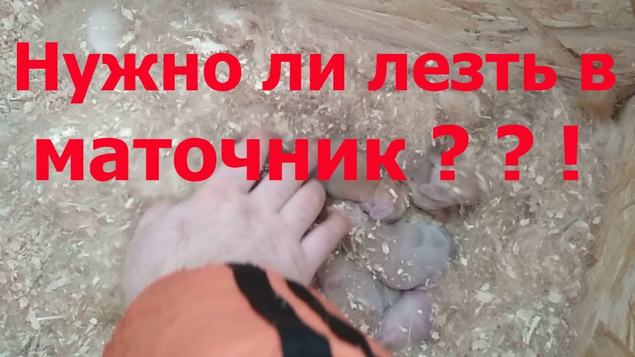 Проверка маточника после окрола