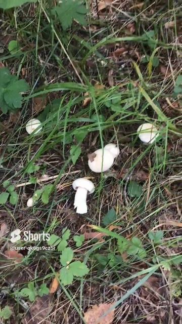 Ленобласть. Хвойное. 22.08.2024. Грибы-семейка рядовки белой