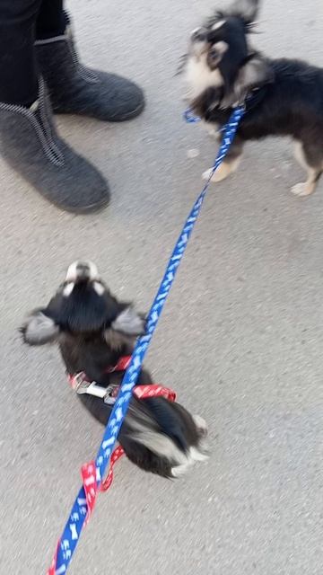 каФетка))) #чихуахуа