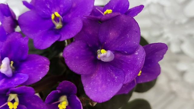 Фиалка Heinz's Aurora Australis спорт