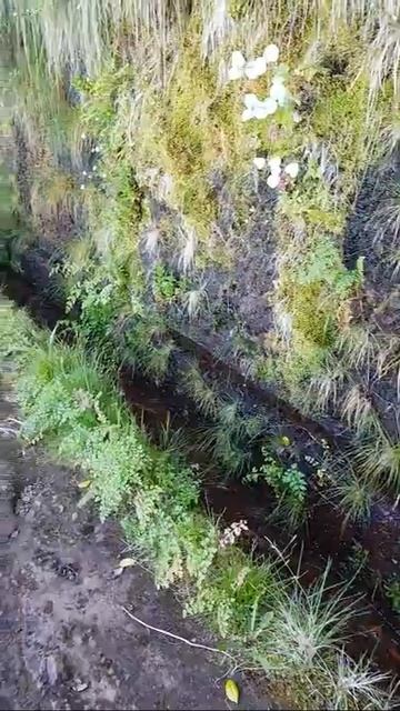 Мадейра. Левада PR17.(2)