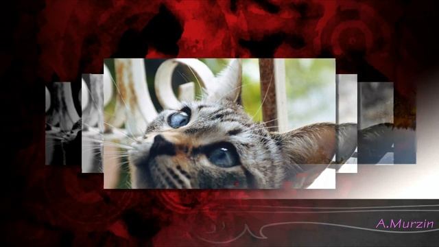 Salvatres - Иллай