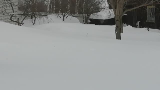 Снежная пасека  в феврале