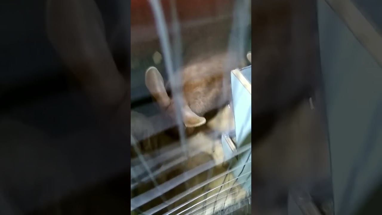 Крольчихи готовятся к окролам !!!