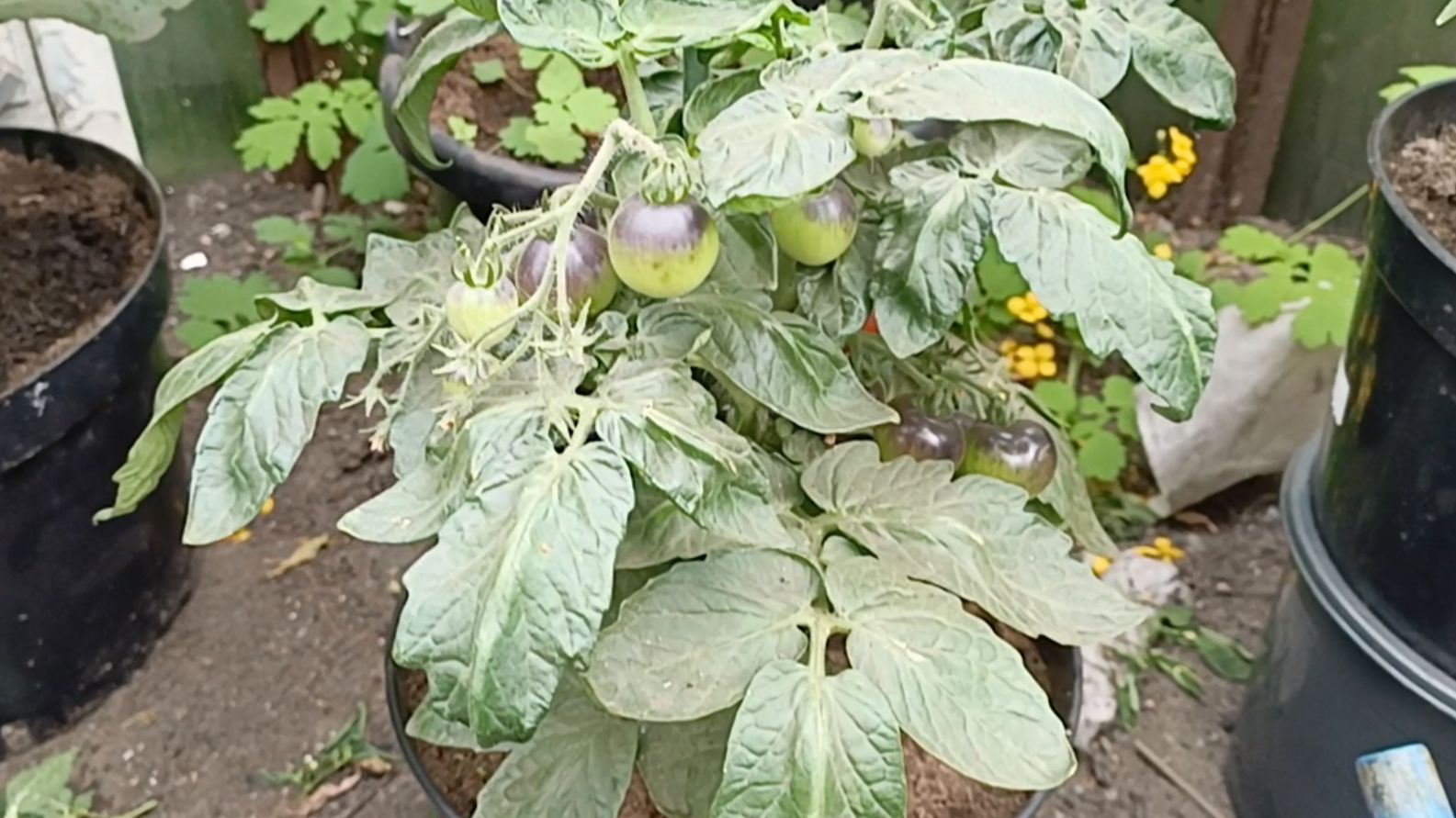 Томат Патио блэк. В горшке 10л  20025г.