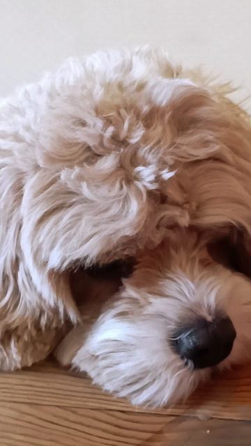 Защитник  🏠❣️👍