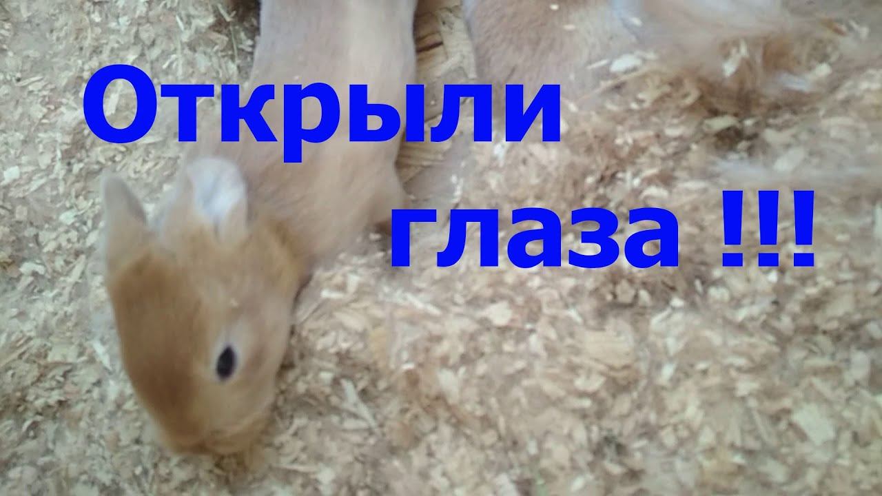 Крольчата открывают глаза !!!