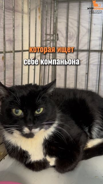 Амрита ждёт вас в приюте #Муркоша